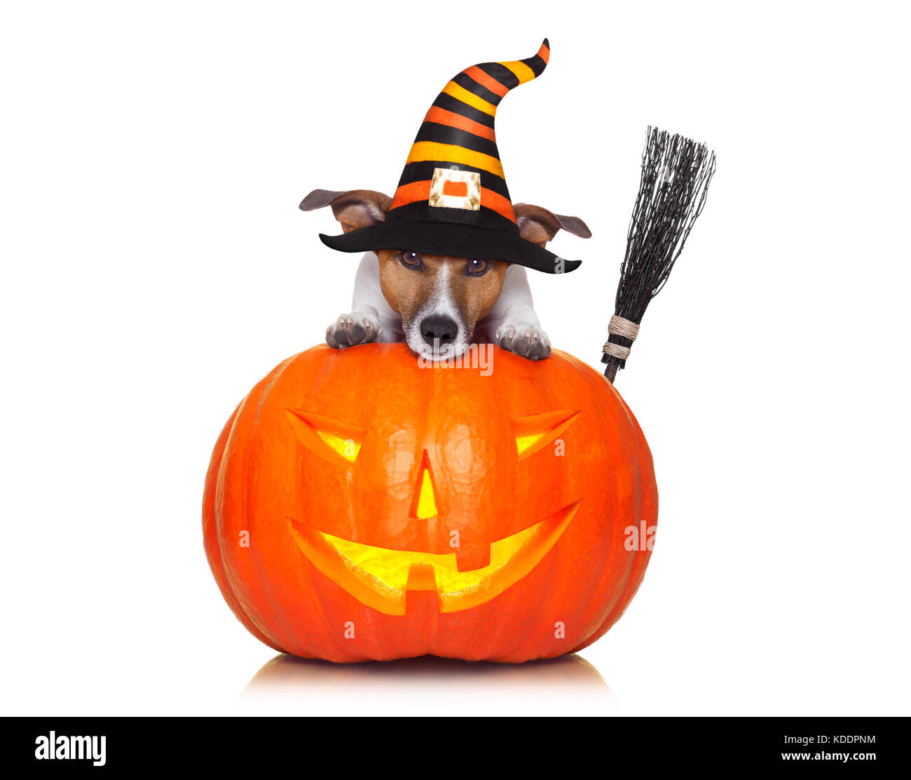 halloween devil jack russell dog on top of pumpkin, scared and ...