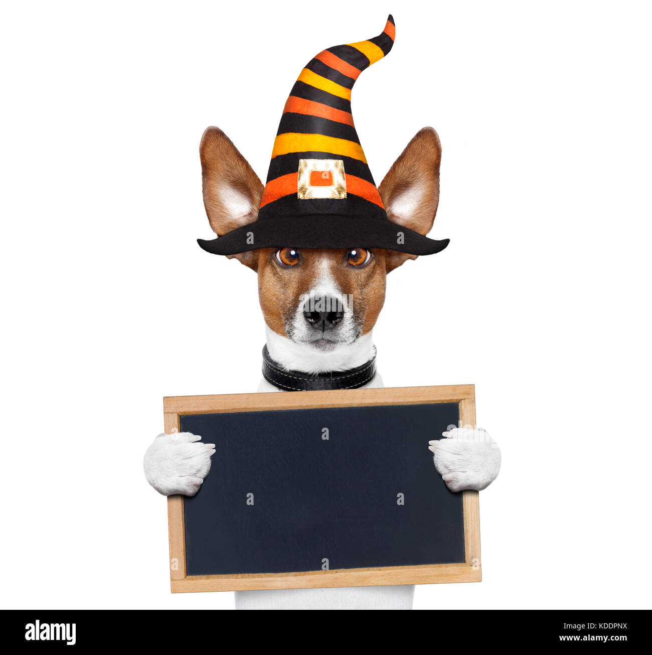 halloween devil jack russell dog scared and frightened, holding a blank ...