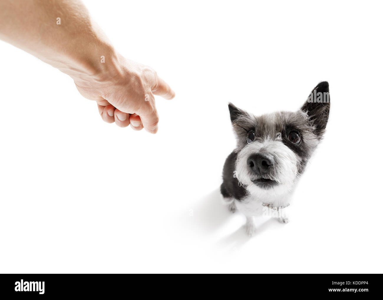 poodle dog being punished by owner for very bad behavior , with finger ...