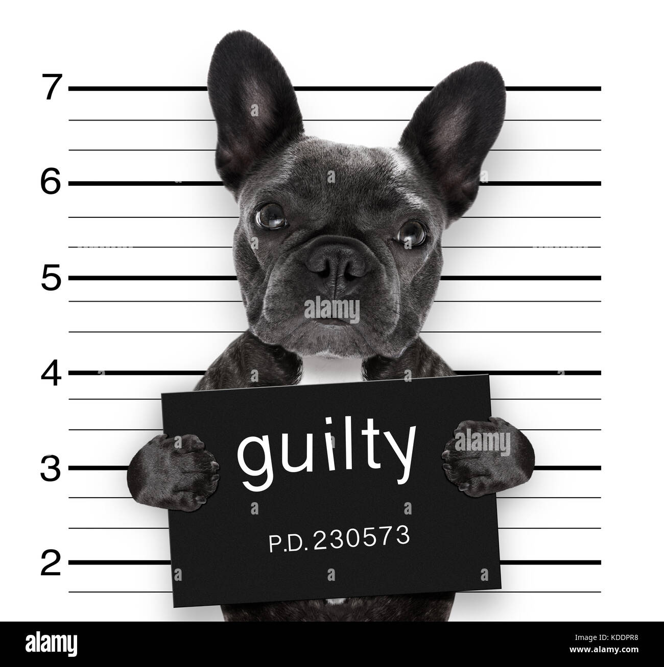 criminal mugshot of french bulldog dog at police station holding guilty ...