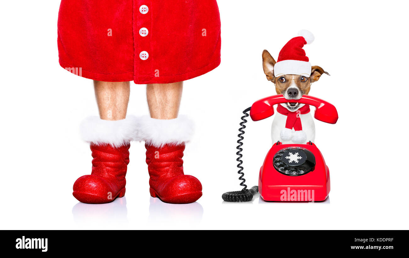 funny christmas santa claus telephone call or operator dog isolated on ...