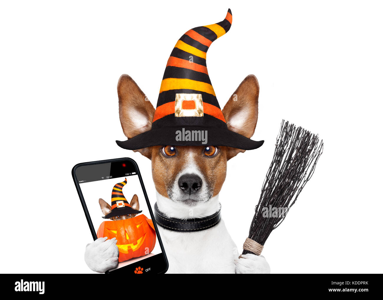 halloween devil jack russell dog scared and frightened, isolated on ...