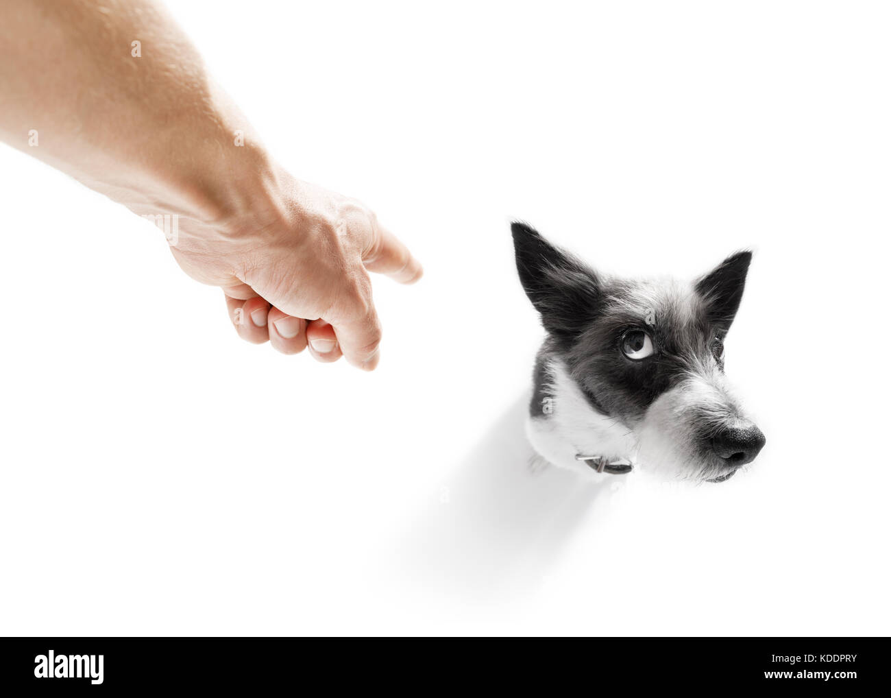 poodle dog being punished by owner for very bad behavior , with finger ...