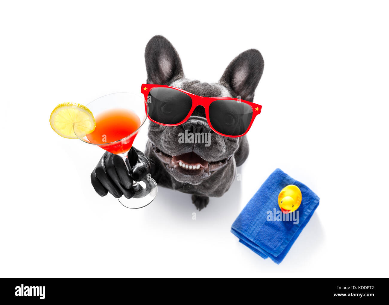 cool drunk french bulldog dog cheering a toast with cocktail drink ...