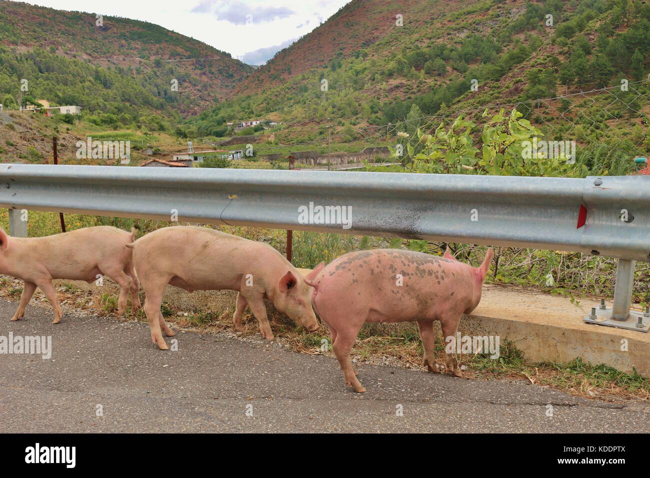 Pigs running free hi-res stock photography and images - Alamy