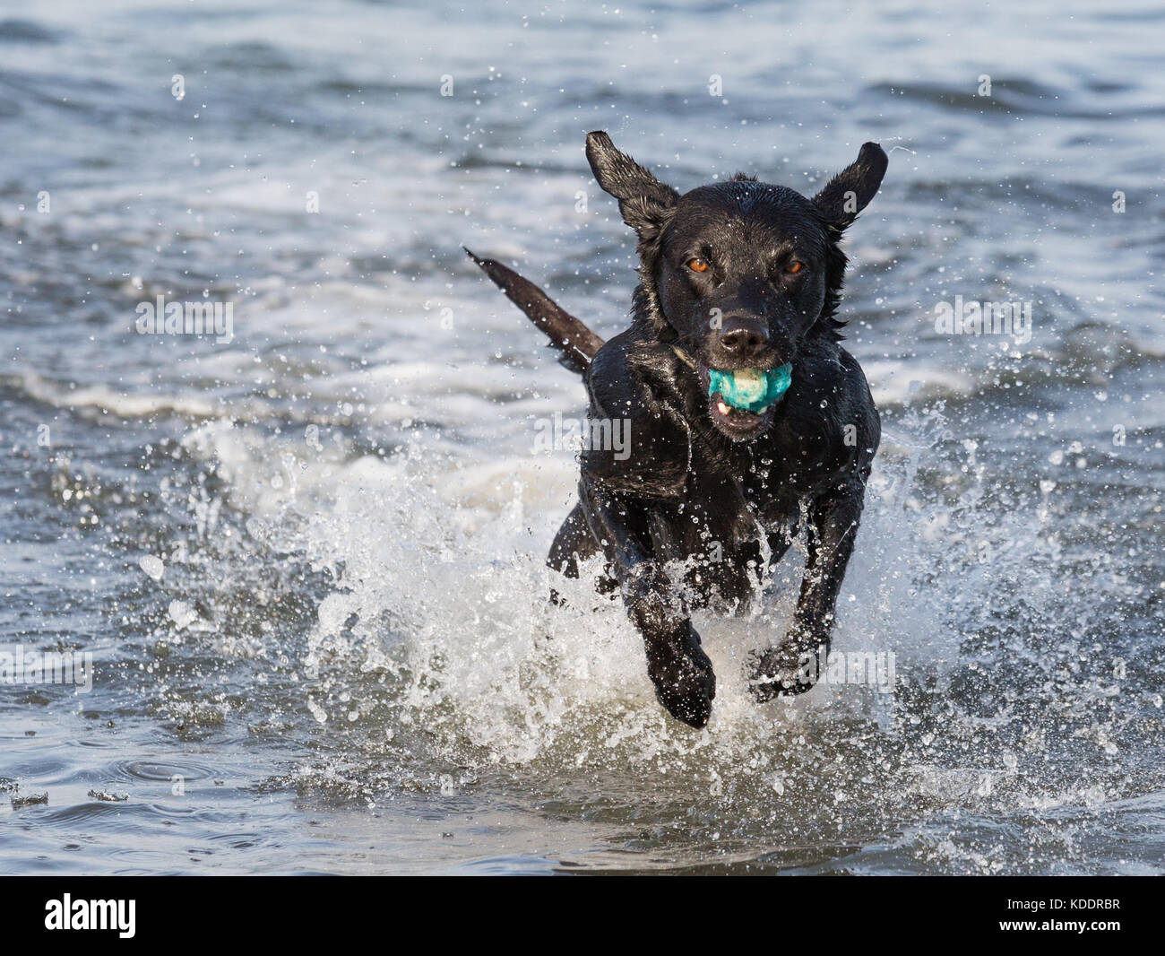 Lovely labradors hi-res stock photography and images - Alamy