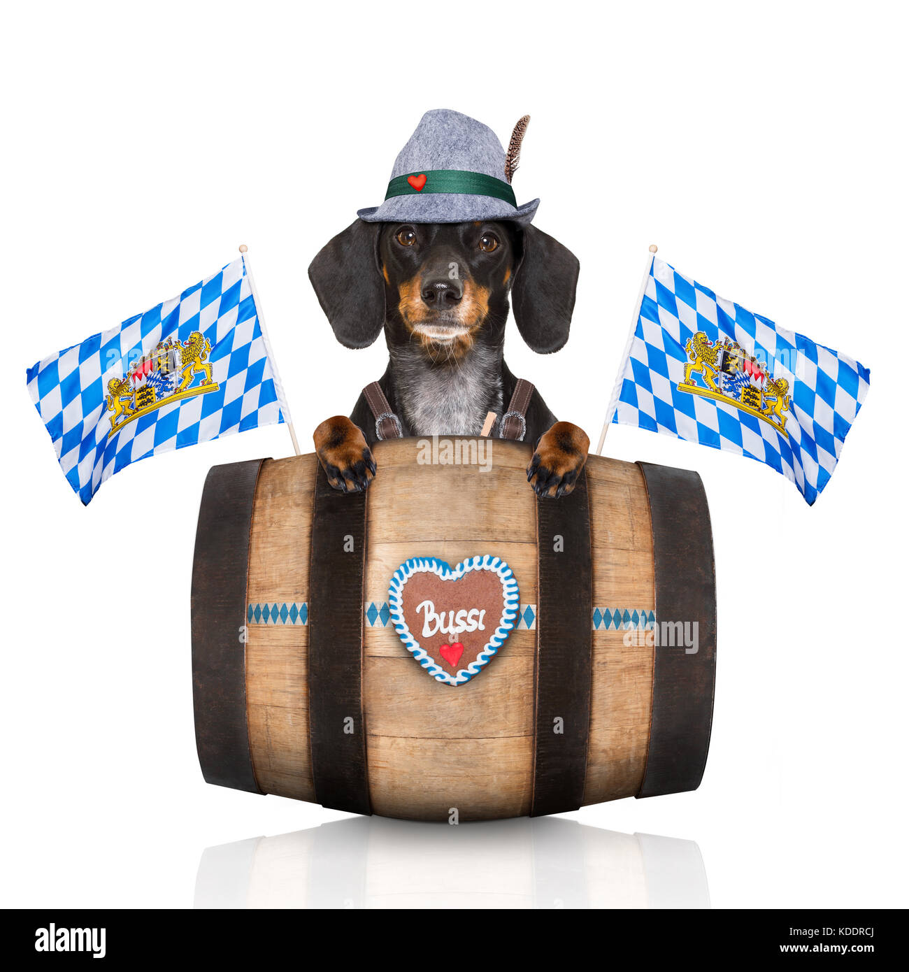 bavarian dachshund or sausage dog with gingerbread and barrel isolated ...