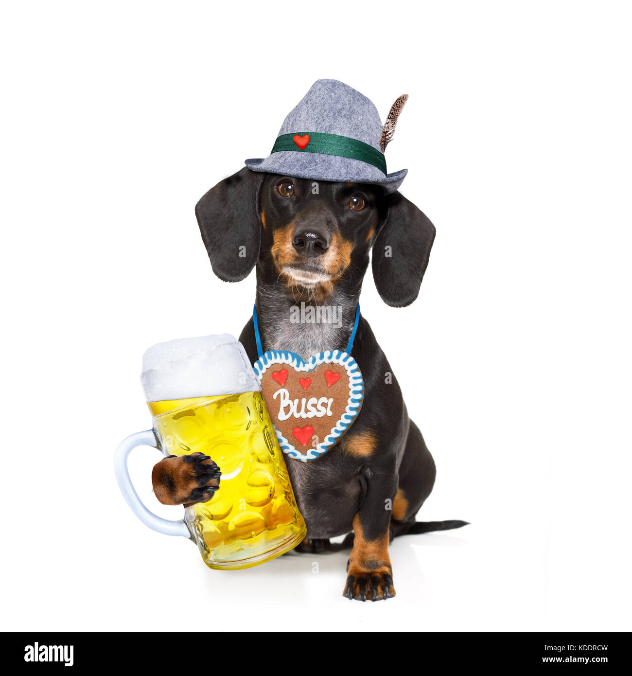 bavarian dachshund or sausage dog with gingerbread and mug isolated on ...