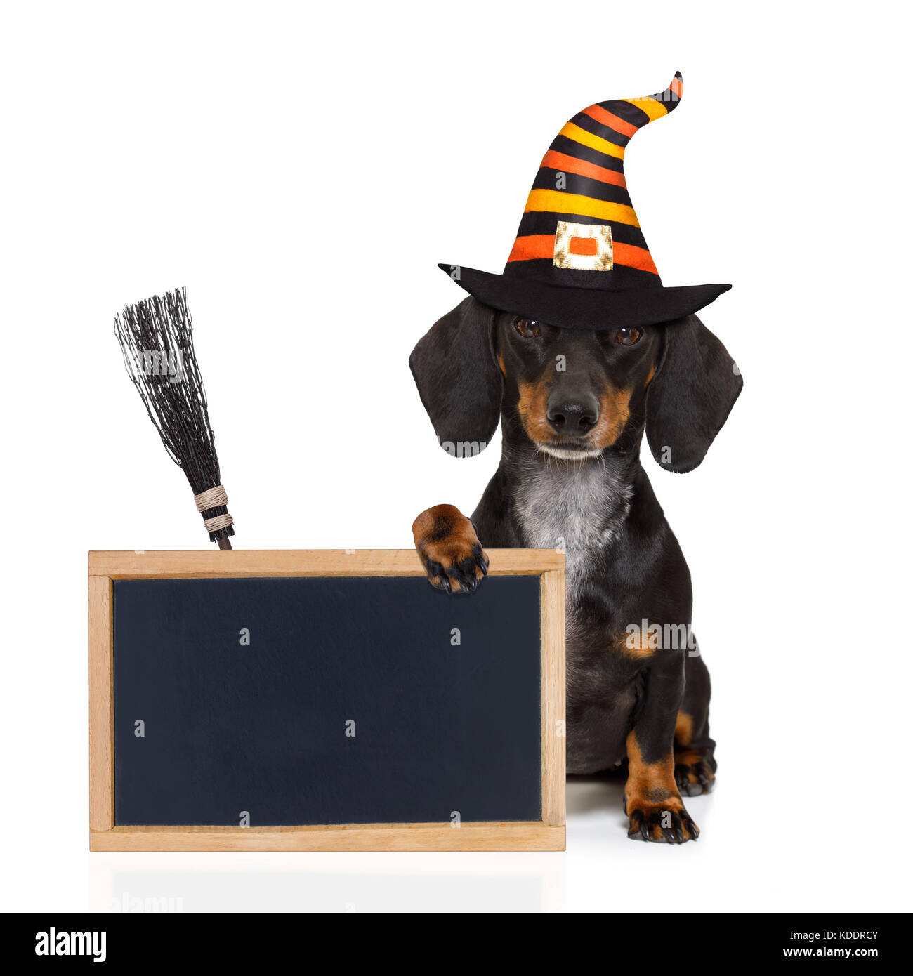 halloween devil sausage dachshund scared and frightened, isolated on ...