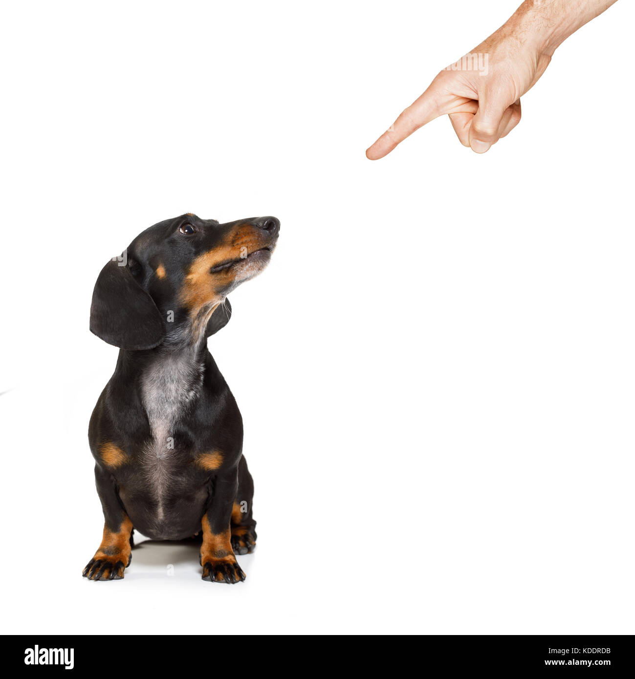 dachshund or sausage dog being punished by owner for very bad behavior ...