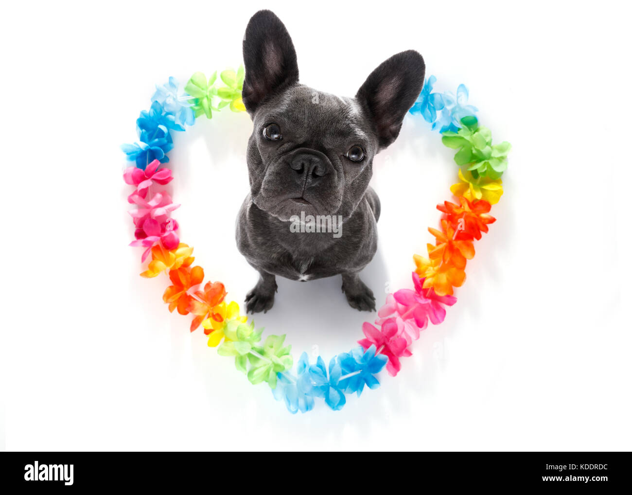 French Bulldog Valentines Cards French Bulldog Dog Wearing Pink Heart ...