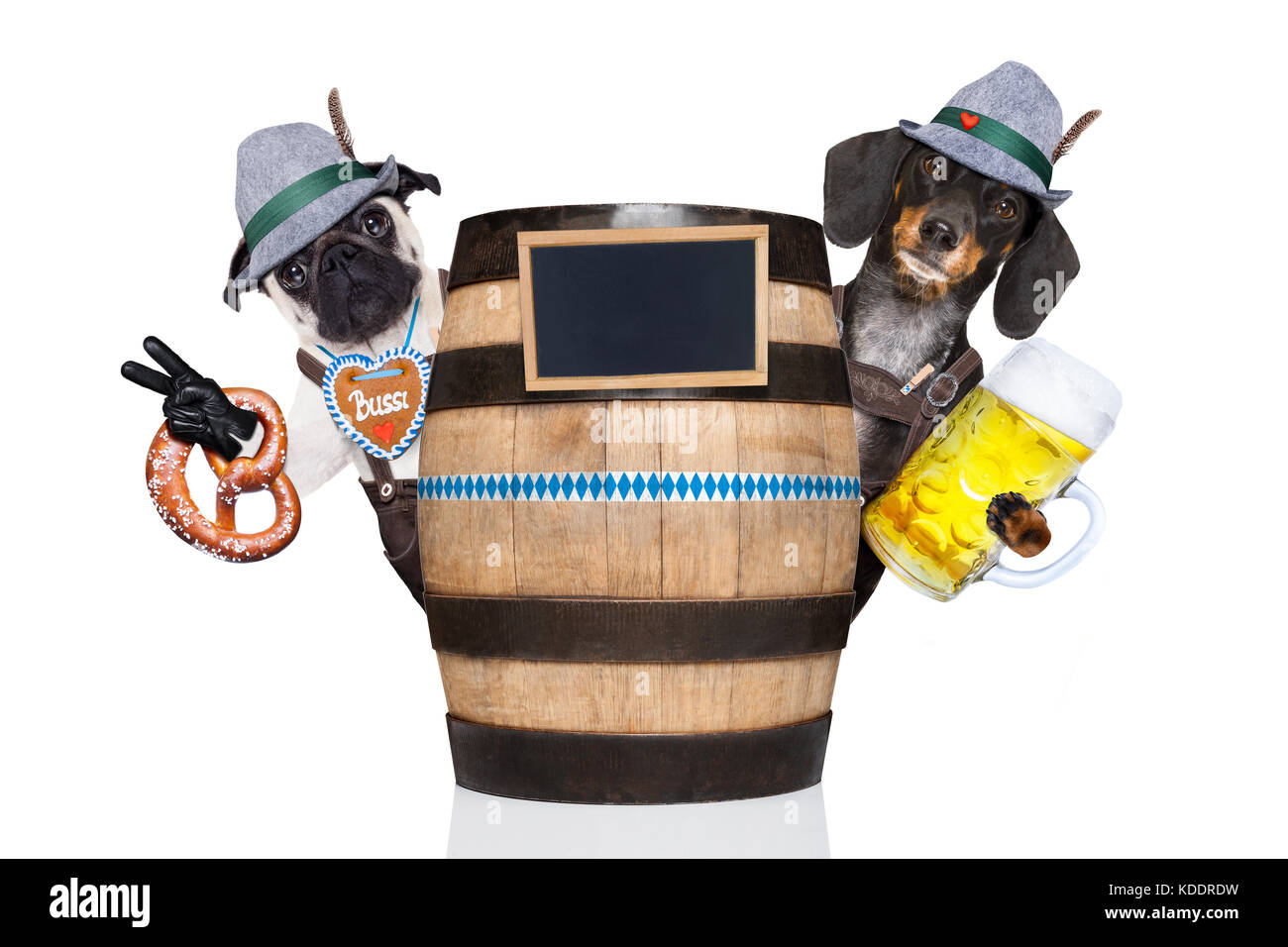 bavarian couple or group of dogs behind a beer barrel toasting with ...