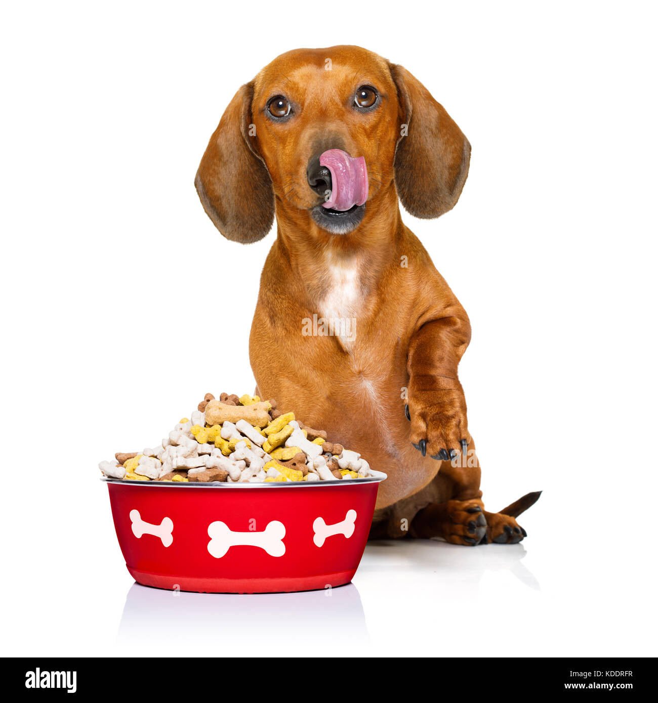 hungry dachshund sausage dog licking with tongue with healthy food bowl ...