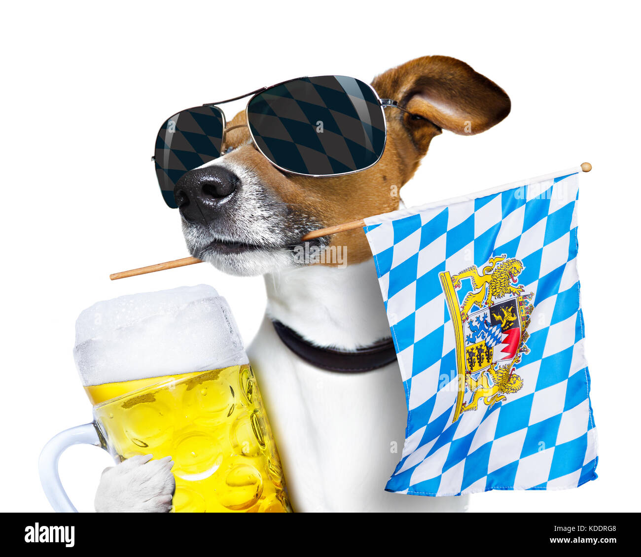 jack russell dog celebrating beer festival in munich , bavaria germany ...