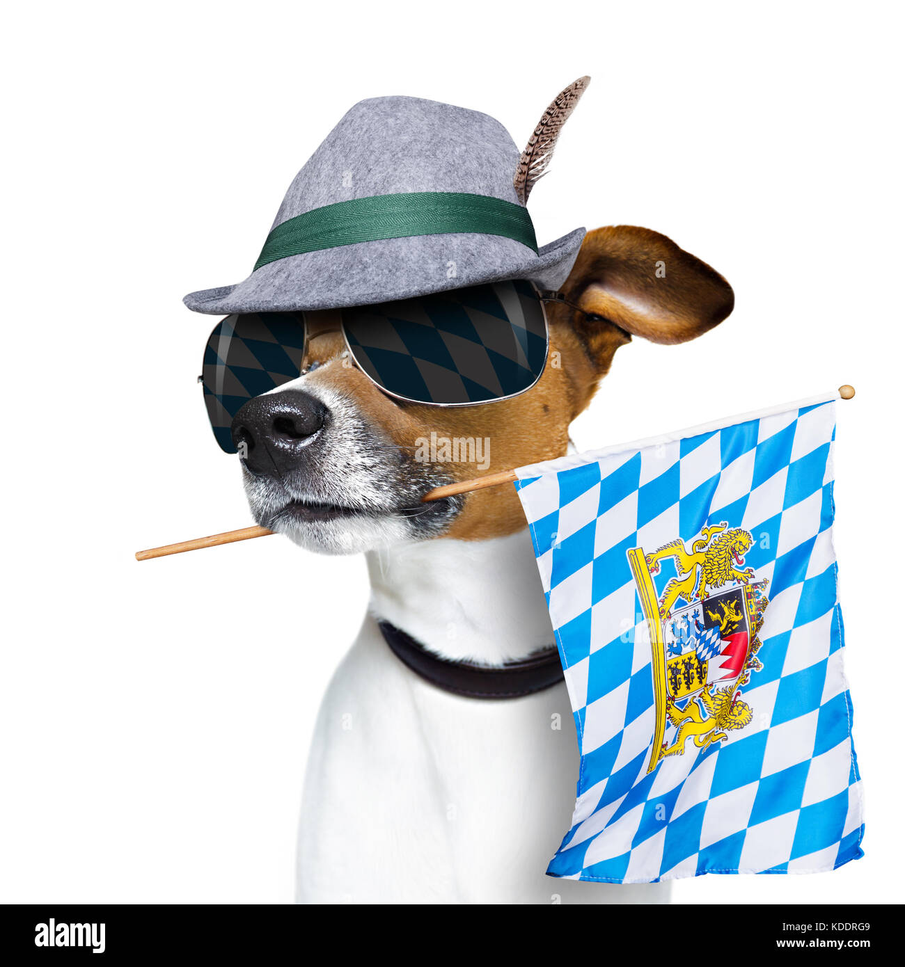 jack russell dog celebrating beer festival in munich , bavaria germany ...
