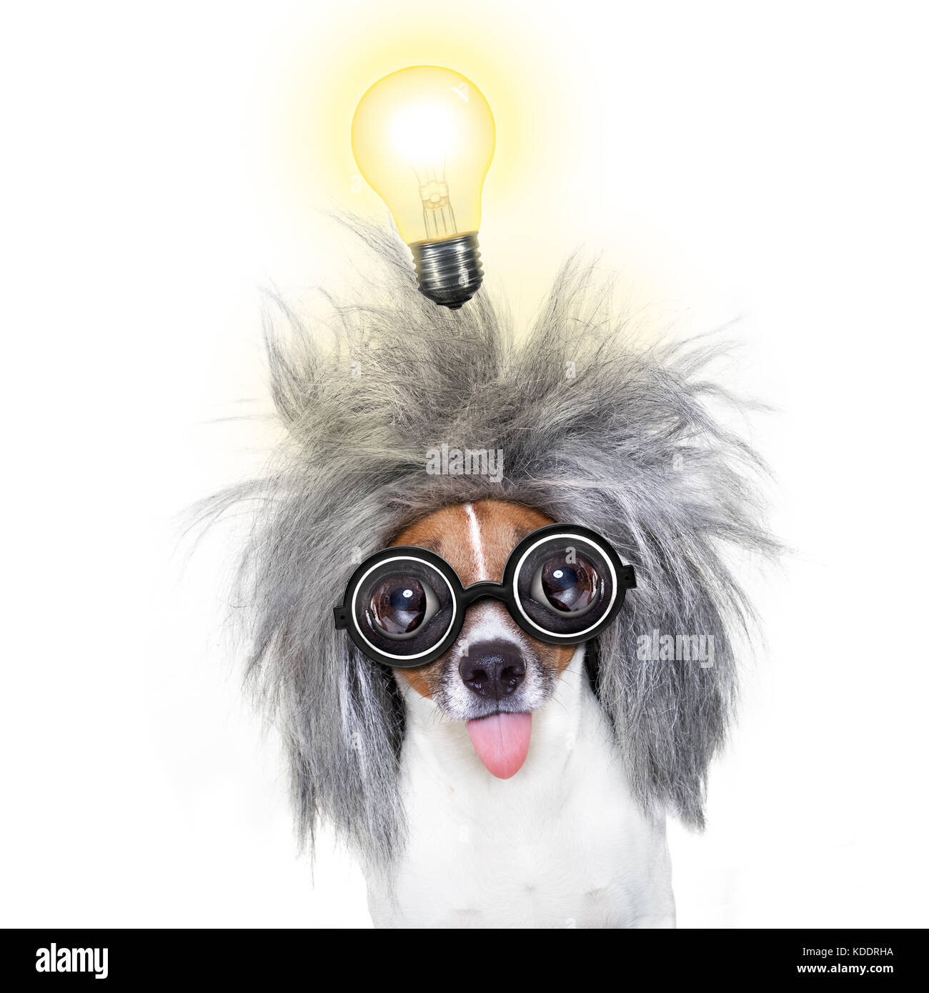 smart and intelligent jack russell dog with nerd glasses wearing a grey ...