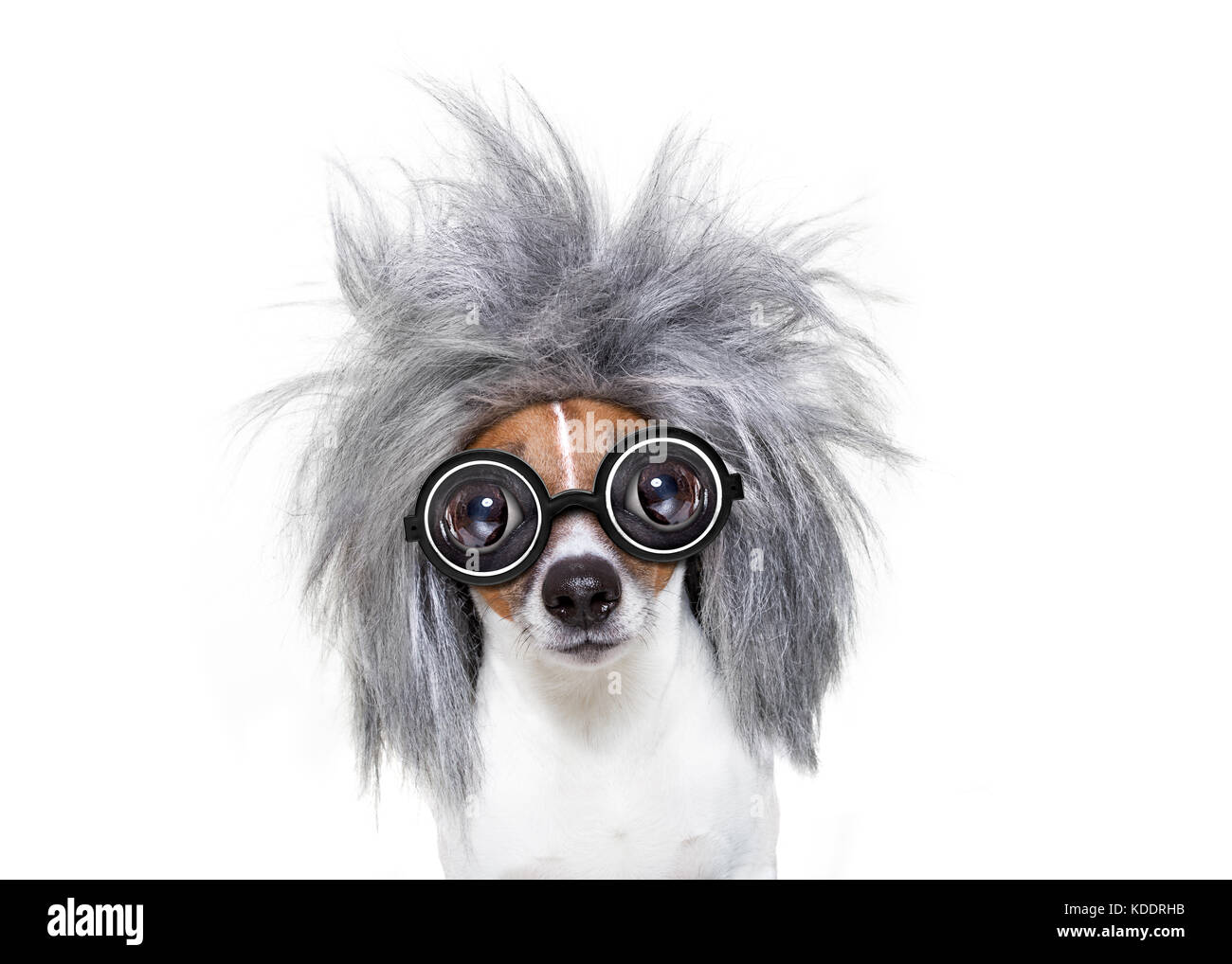 smart and intelligent jack russell dog with nerd glasses wearing a grey ...