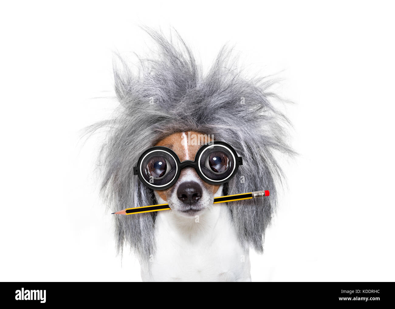 smart and intelligent jack russell dog with nerd glasses wearing a grey ...