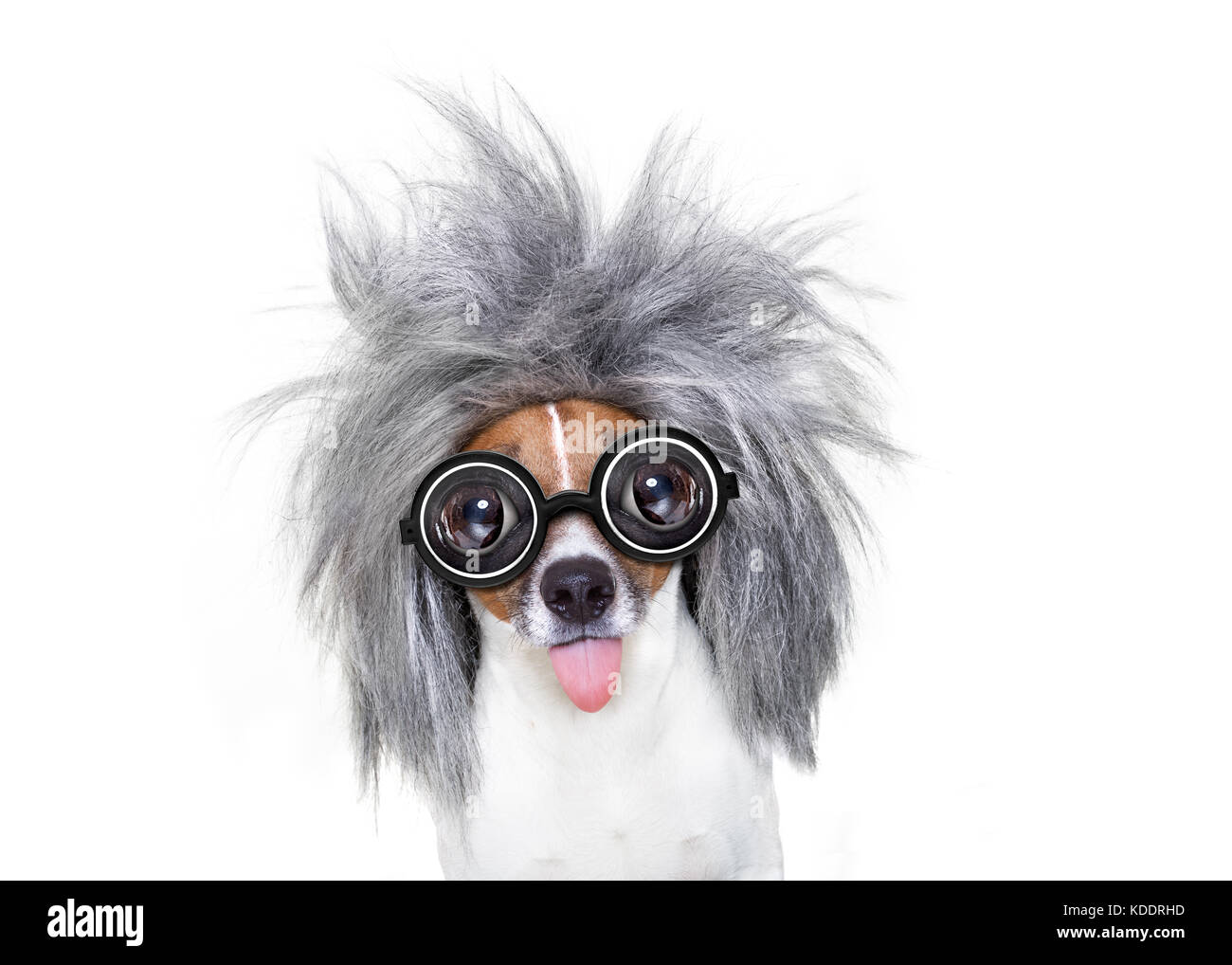 smart and intelligent jack russell dog with nerd glasses wearing a grey ...