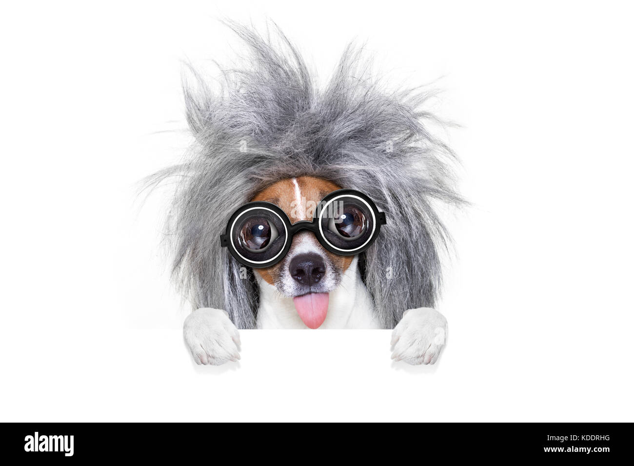 smart and intelligent jack russell dog with nerd glasses wearing a grey ...