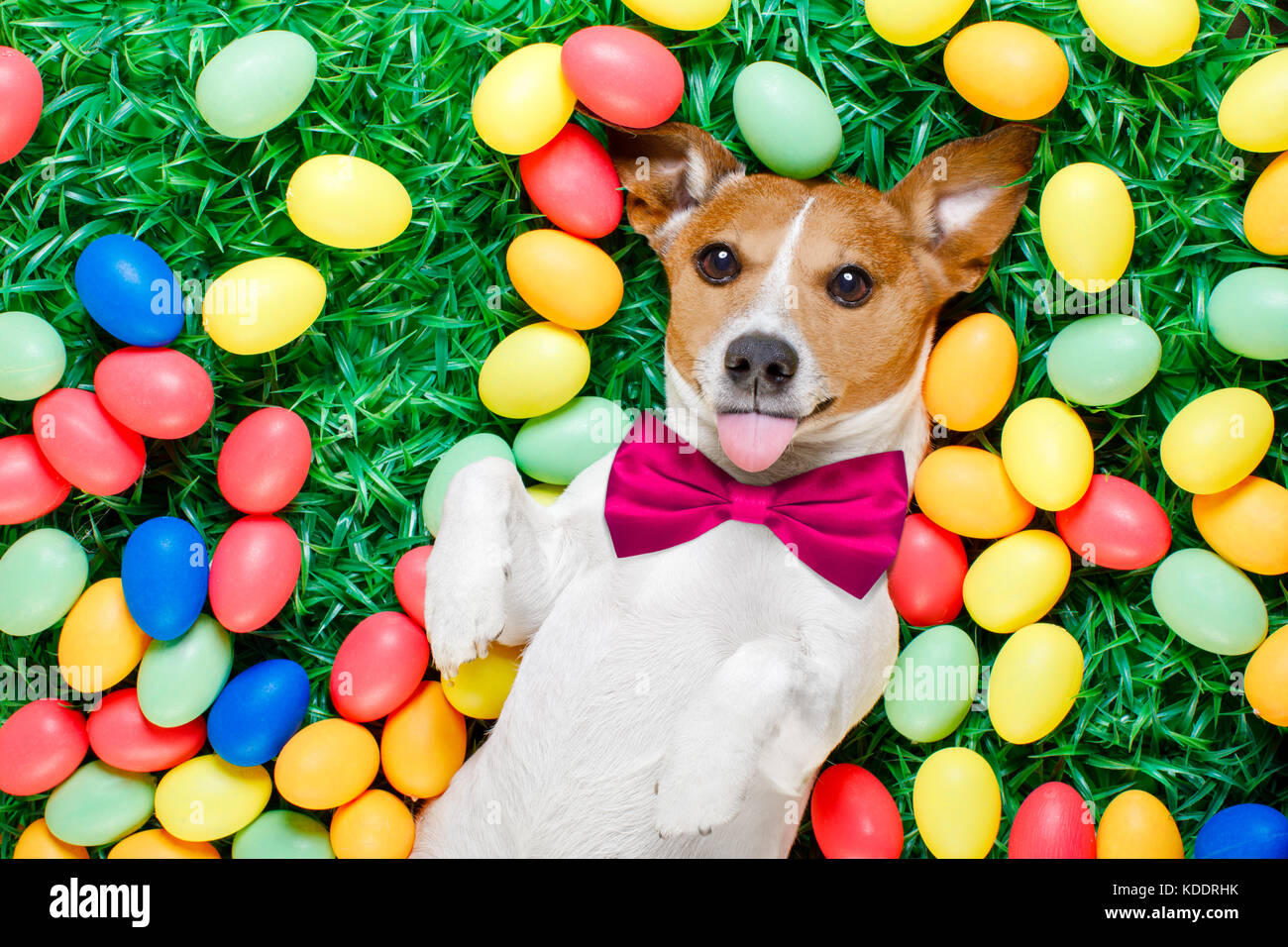 funny jack russell easter bunny dog with eggs around on grass sticking ...