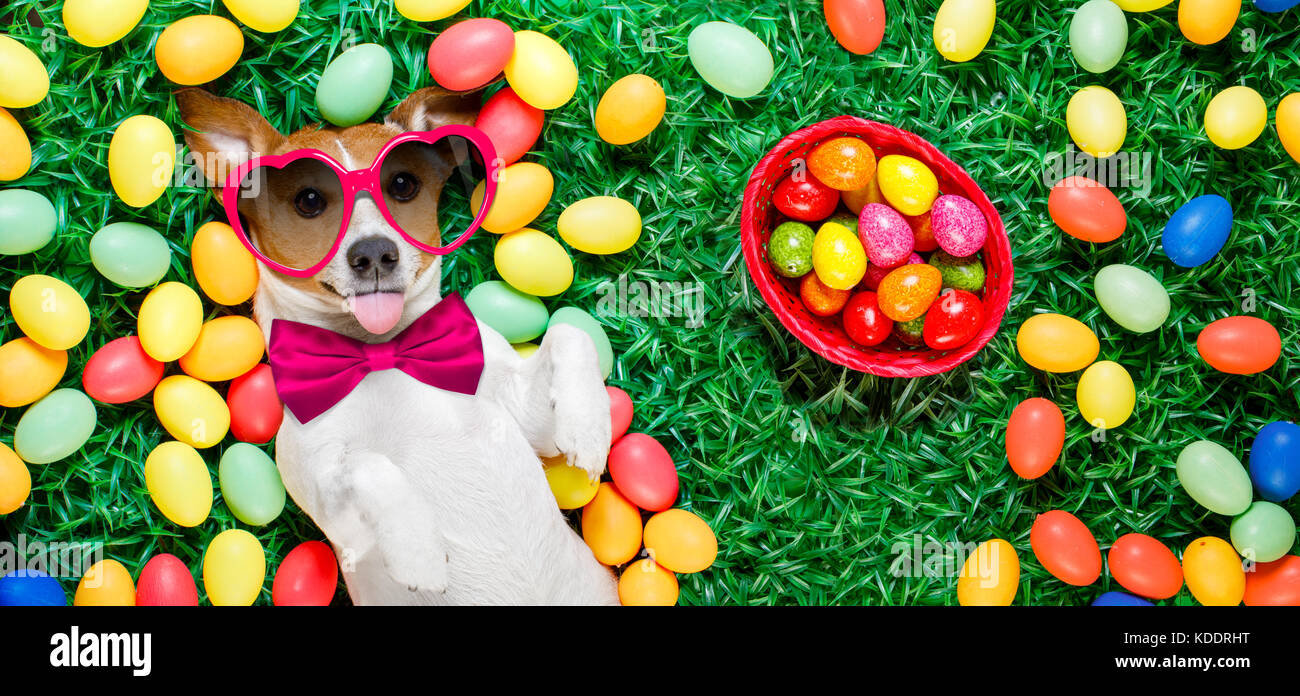 funny jack russell easter bunny dog with eggs around on grass sticking ...