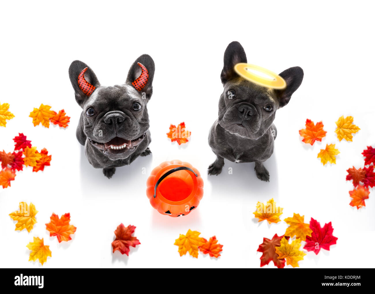 french bulldog dogs ghost for halloween , scary and spooky looking up ...