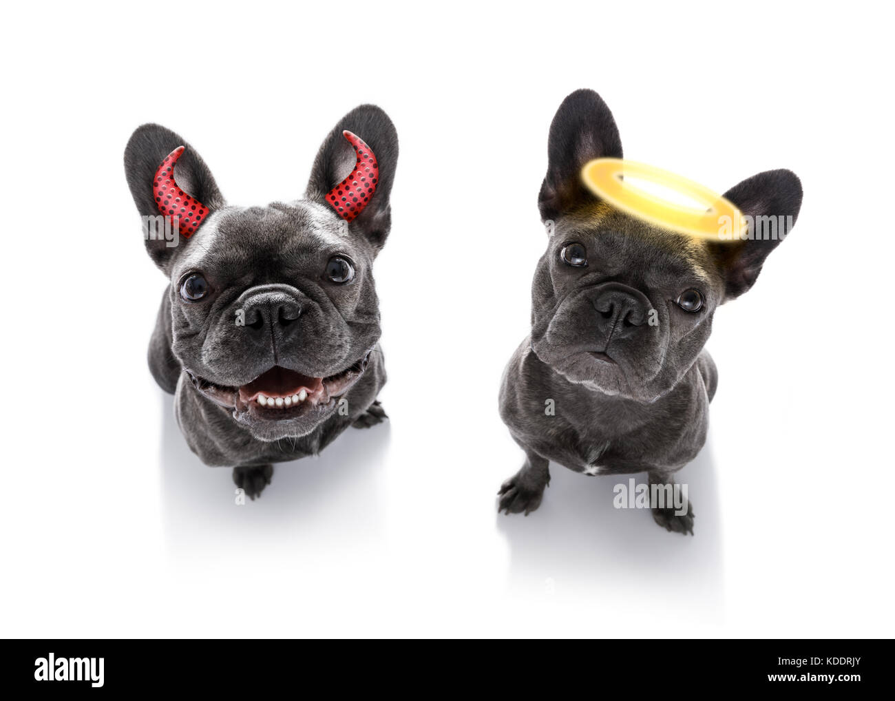 Scary dogs hi-res stock photography and images - Alamy