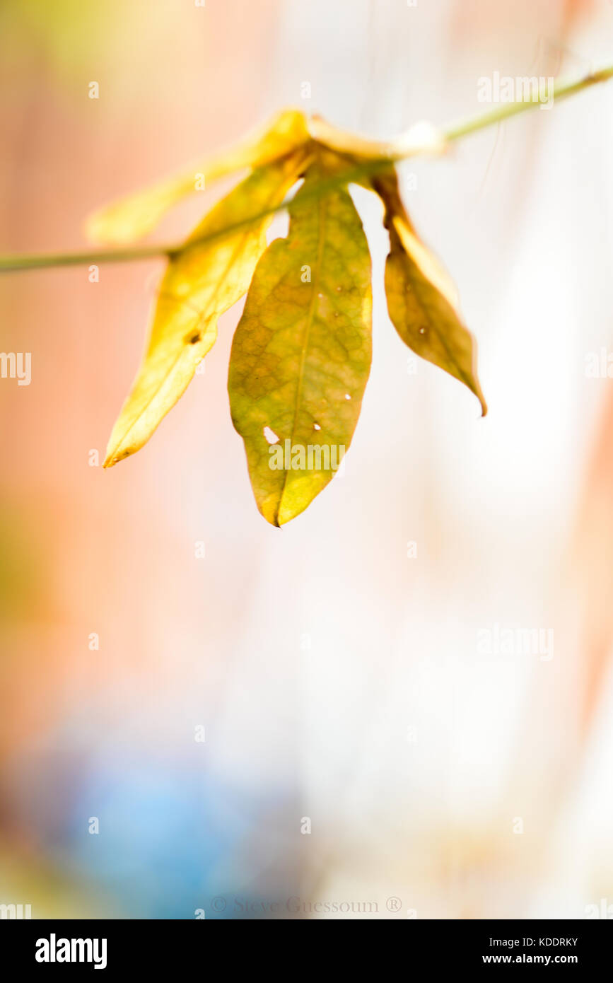 Leaves of a plant bathing in the sun Stock Photo - Alamy