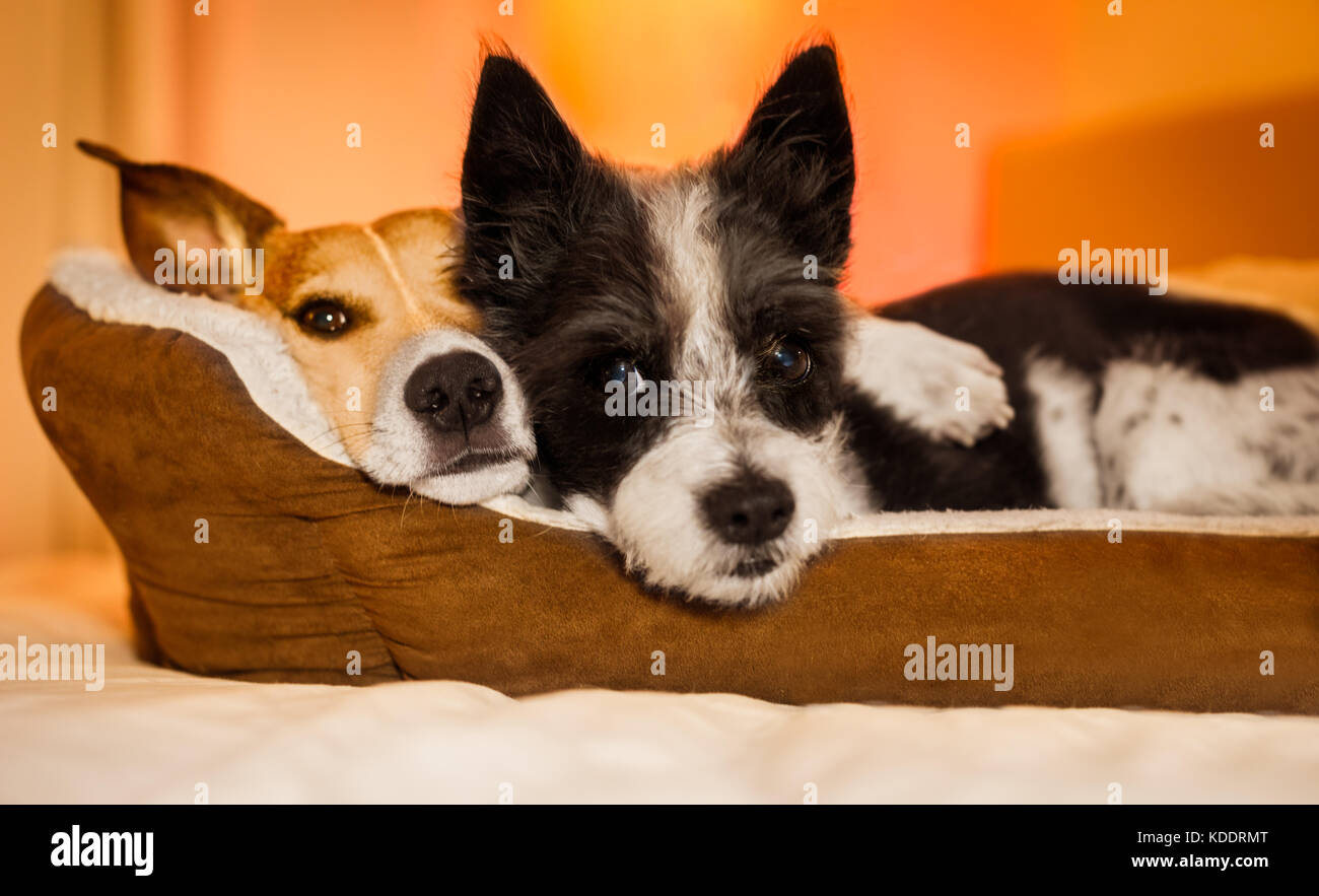 Man sleeping in dog bed hi-res stock photography and images - Alamy