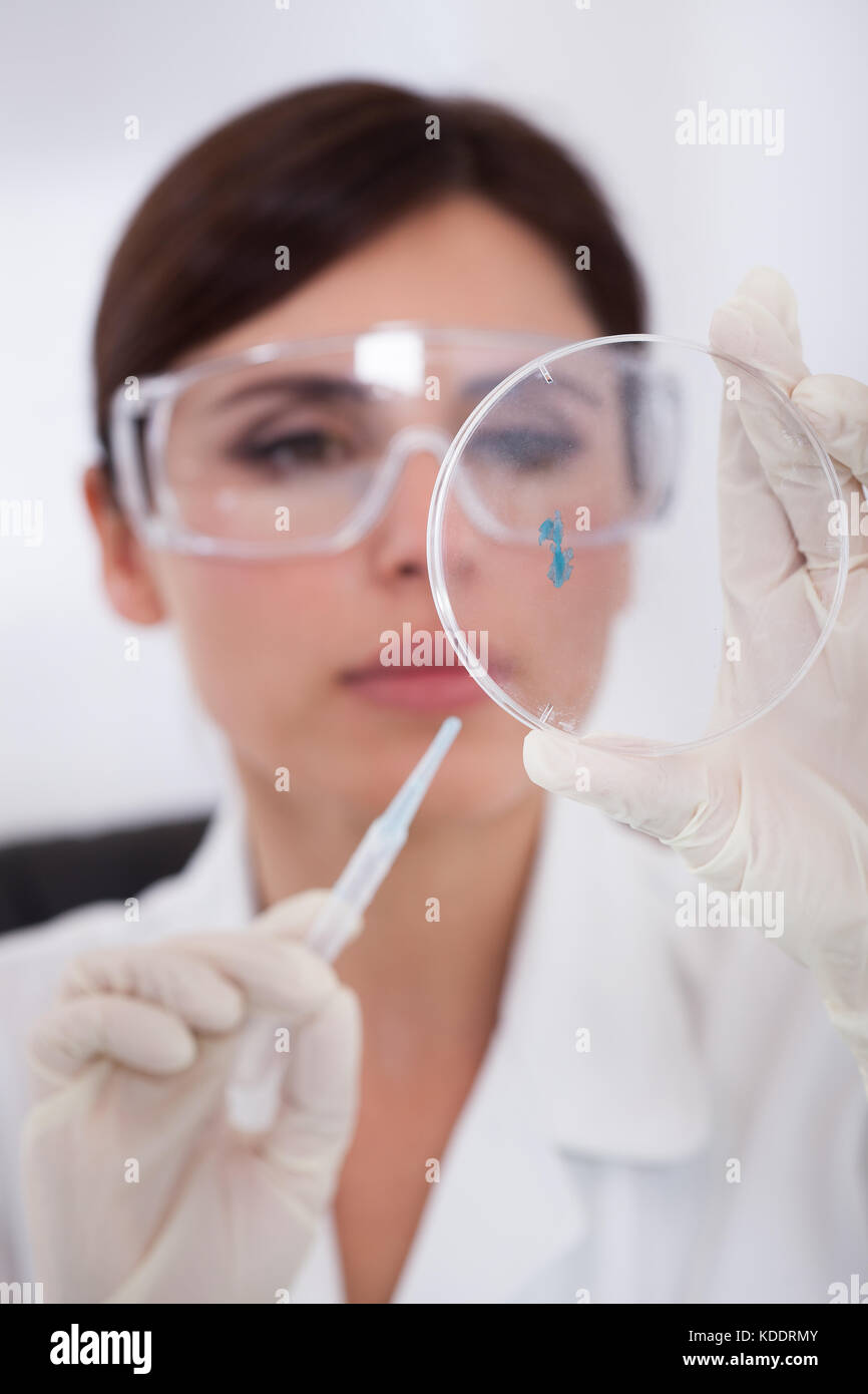 Female Scientist With Protective Glasses Looking At Petridish Stock ...