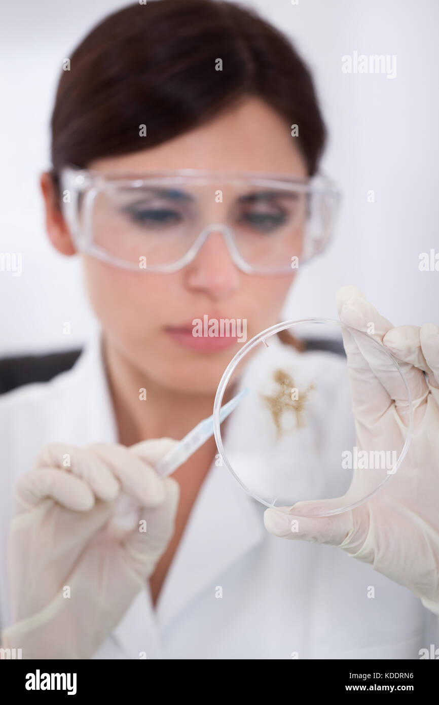 Female Scientist With Protective Glasses Looking At Petridish Stock ...