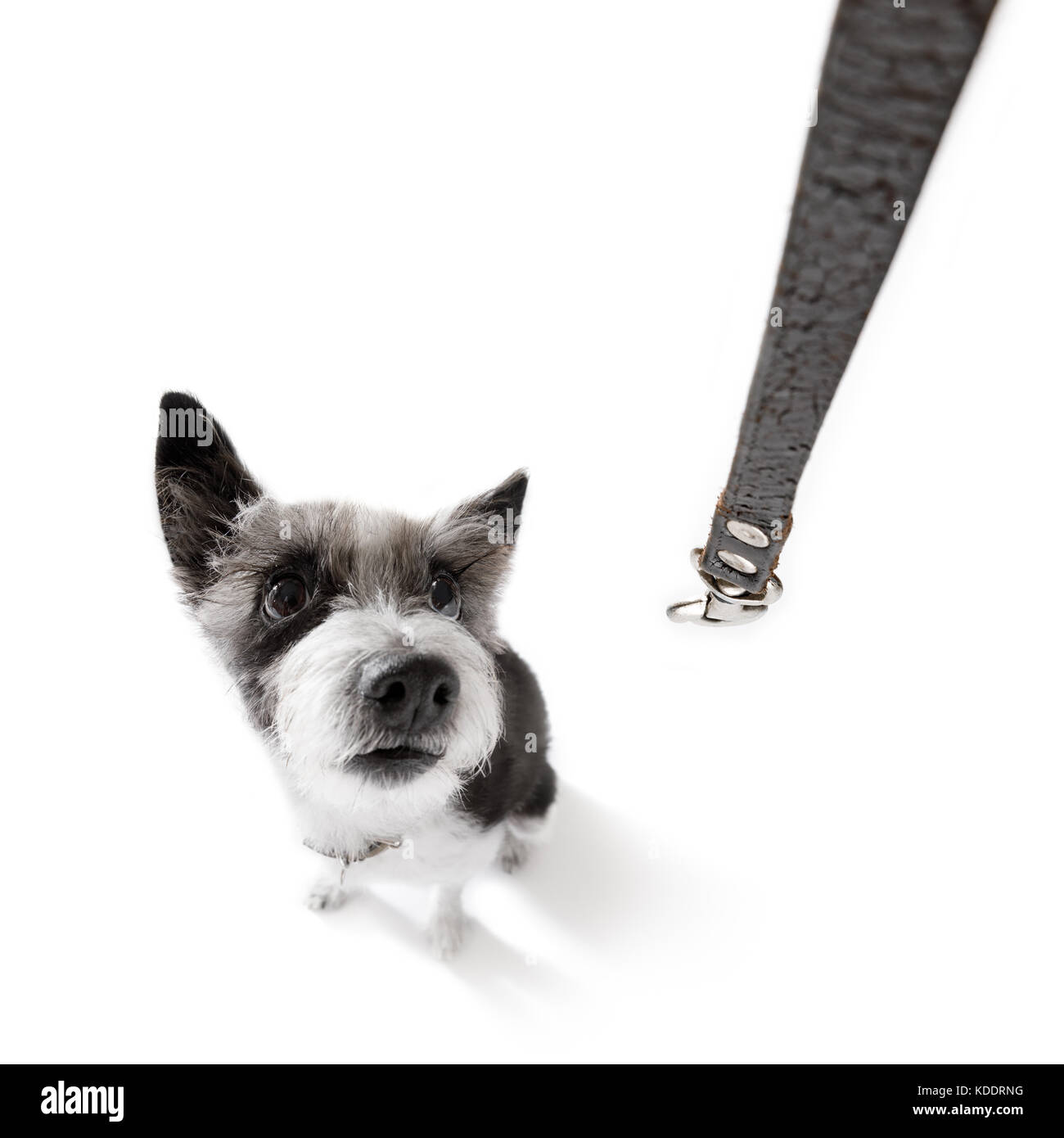 curious poodle dog looking up to owner waiting or sitting patient to ...