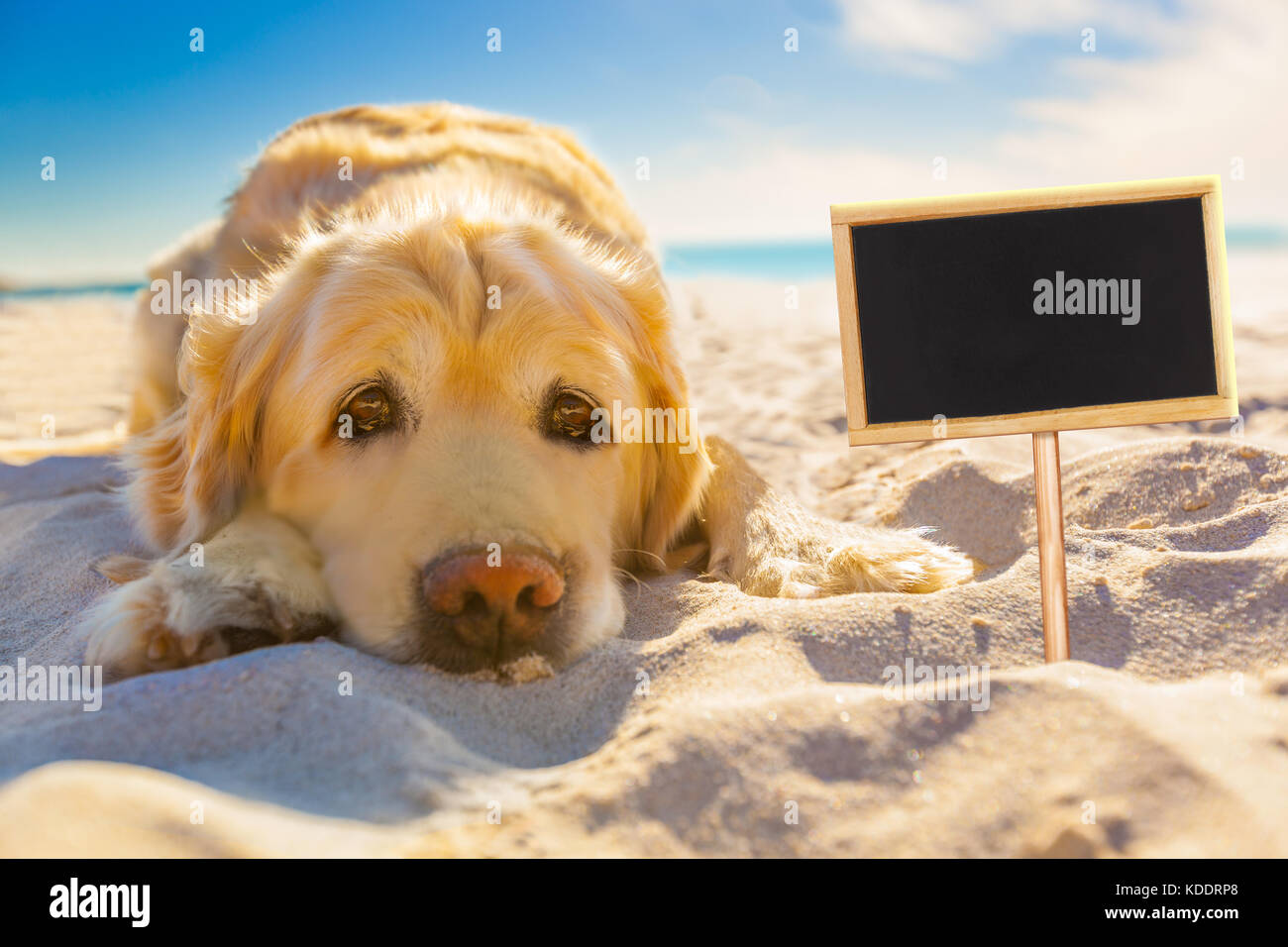 golden retriever dog relaxing, resting,or sleeping at the beach, for ...