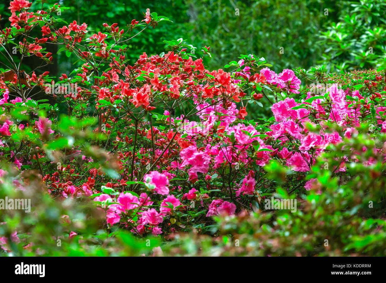Richmond Park Isabella Plantation High Resolution Stock Photography and ...