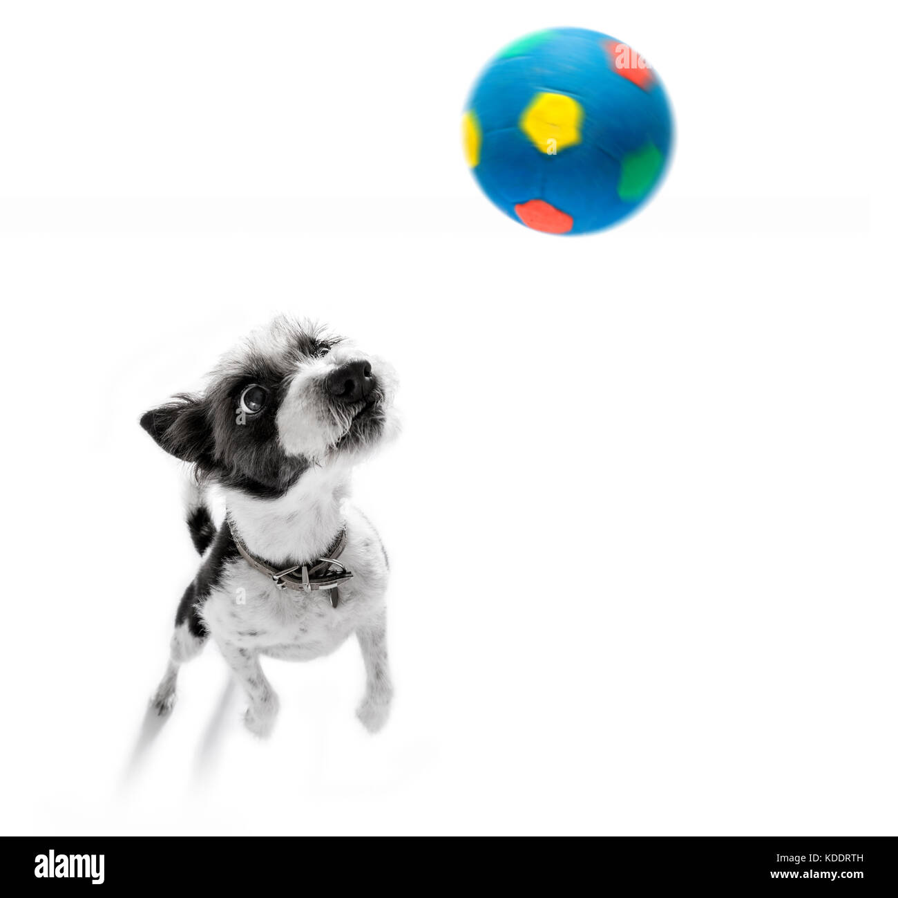 curious poodle dog catching , patient to play with owner , isolated on ...