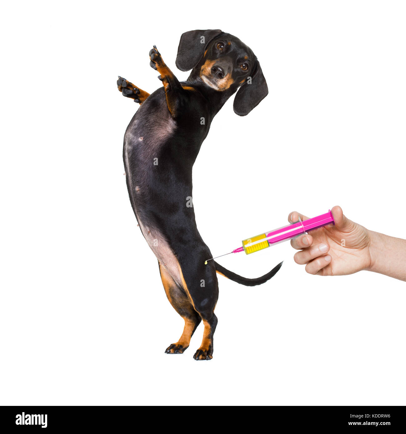 sick and ill dachshund sausage dog isolated on white background with ...