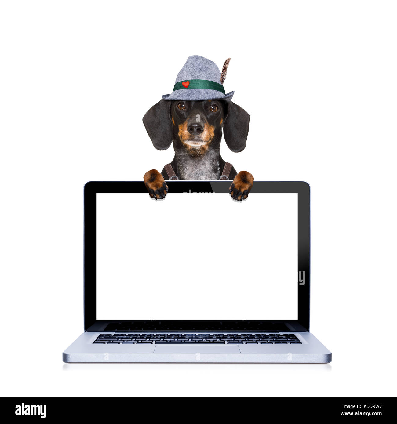 bavarian dachshund or sausage dog behind pc laptop computer laptop ...