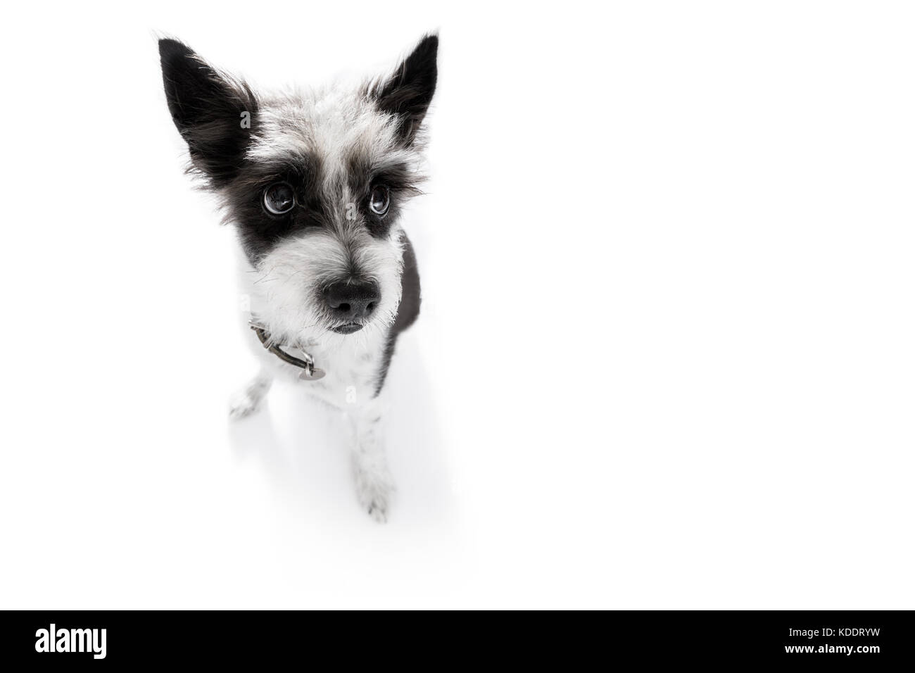 curious poodle dog looking up to owner waiting or sitting patient to ...