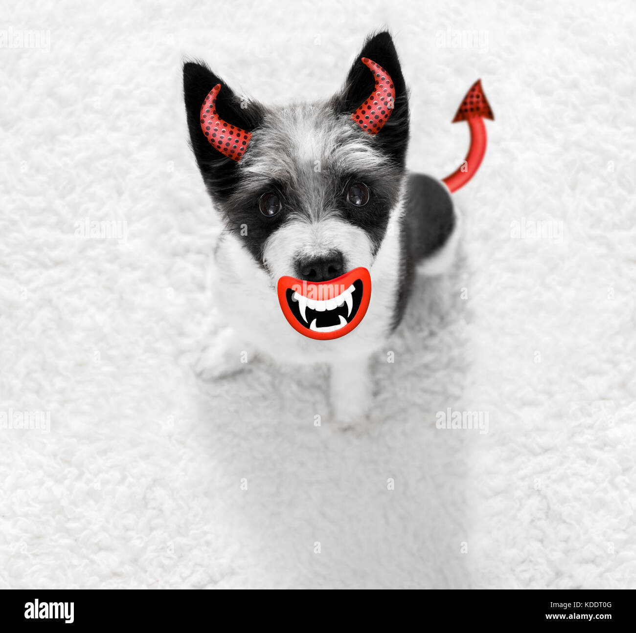 poodle dog ghost for halloween , scary and spooky looking up to owner ...