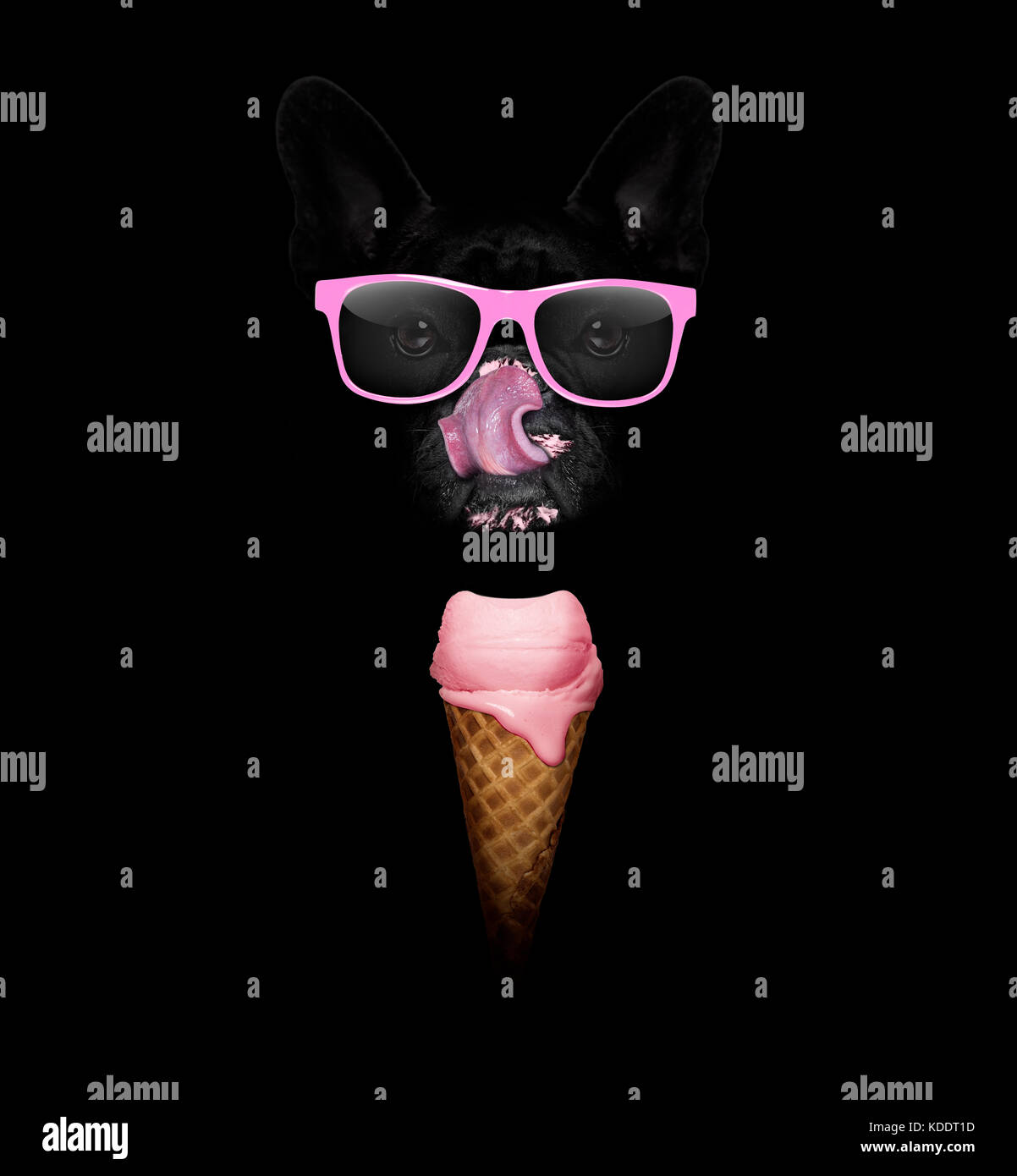 french bulldog in dark isolated background ,with a waffle cone of cold ...