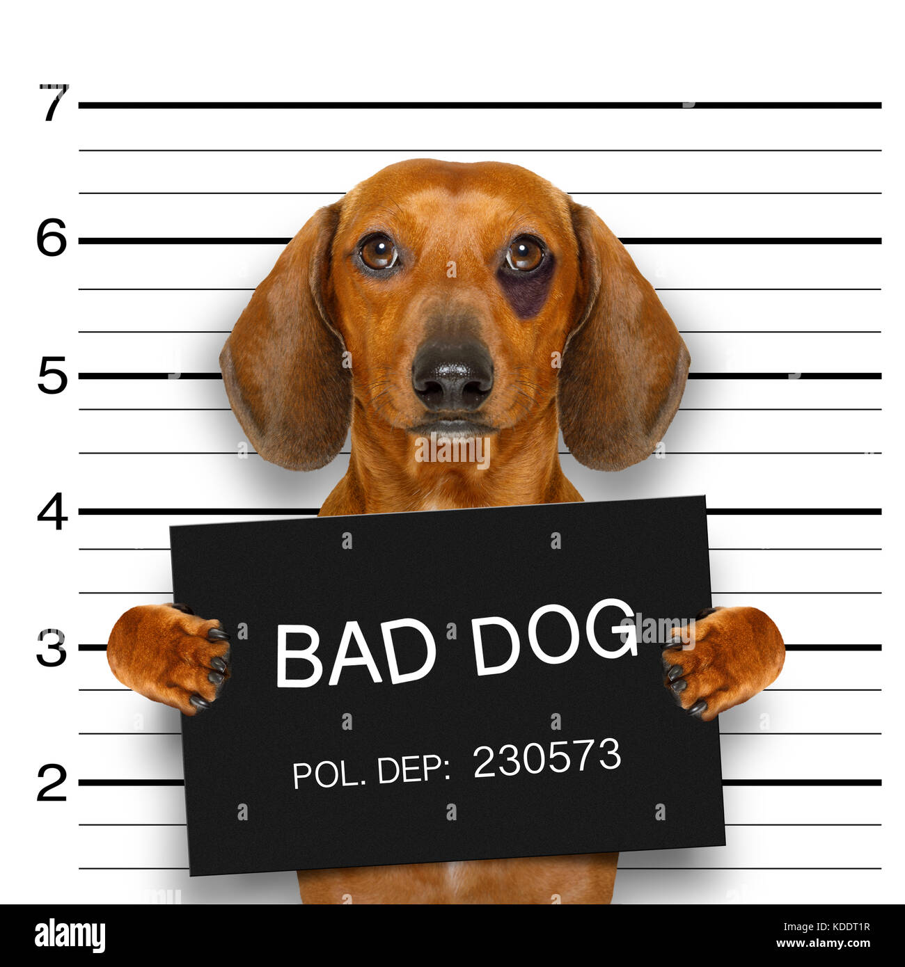 dachshund sausage dog holding a police department banner , as a mugshot ...
