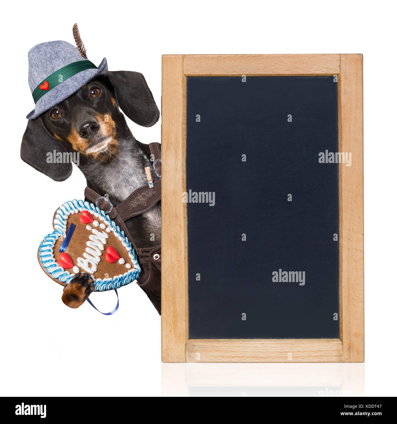 bavarian dachshund or sausage dog with gingerbread and mug isolated on ...