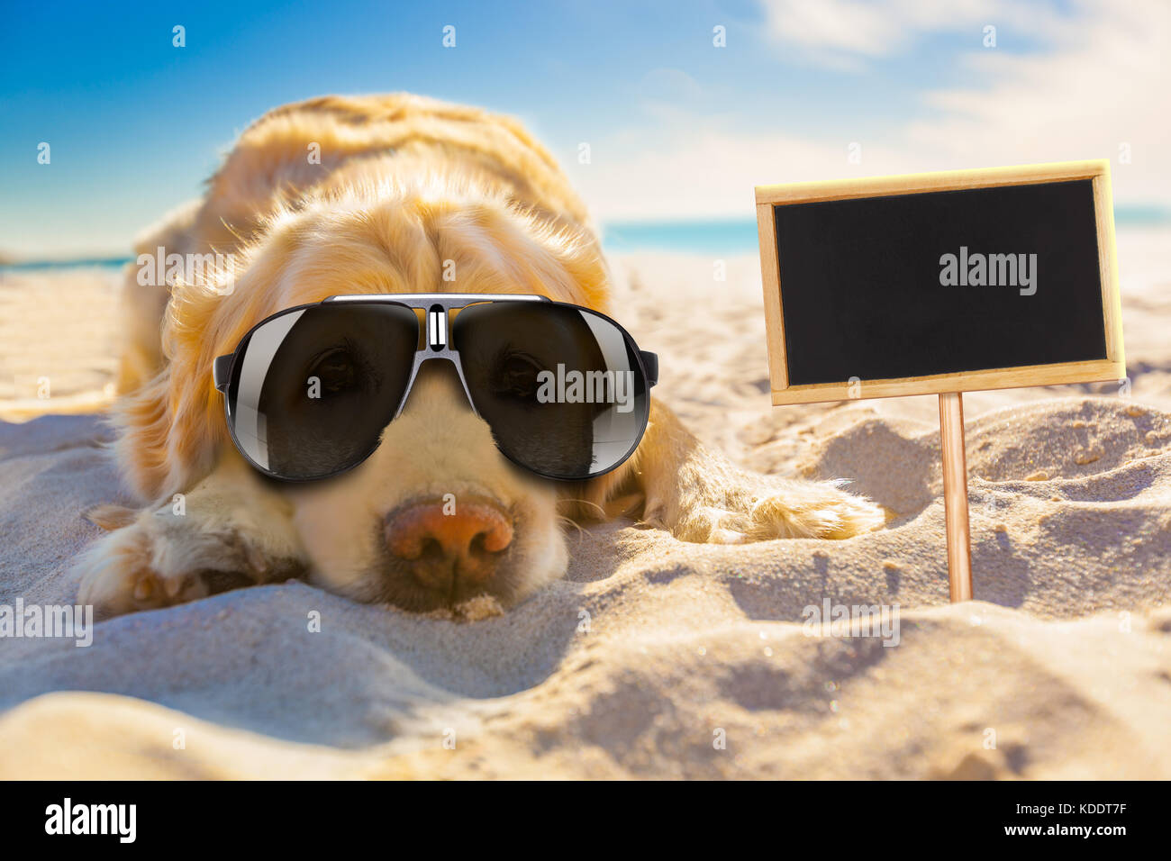 golden retriever dog relaxing, resting,or sleeping at the beach, for ...