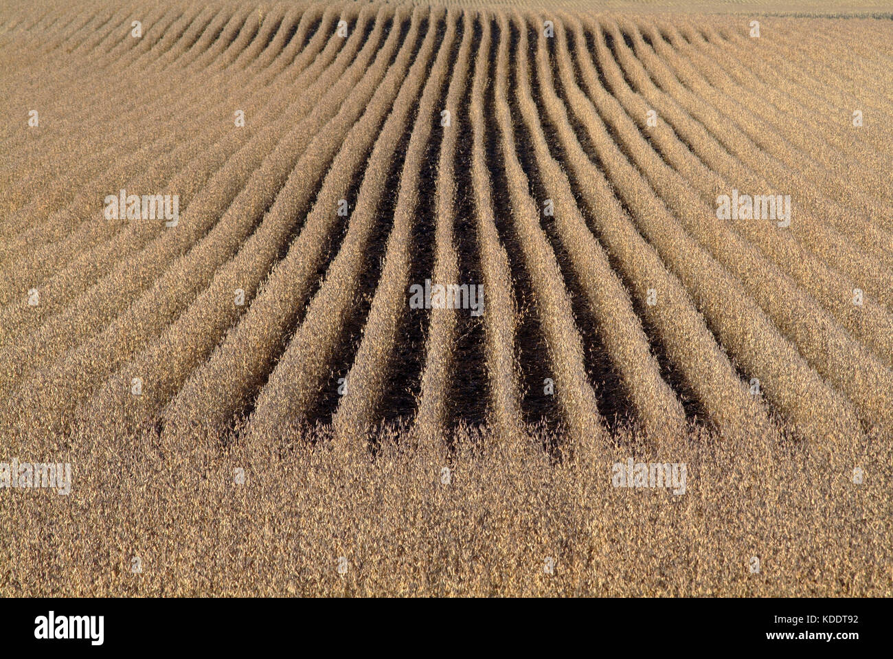 FIELD ROWS OF HARVEST READY SOYBEANS, IOWA Stock Photo - Alamy