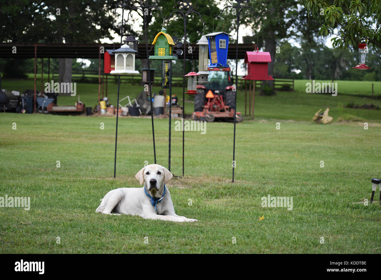 Labrador Retriever Resting on the Farm Stock Photo - Alamy