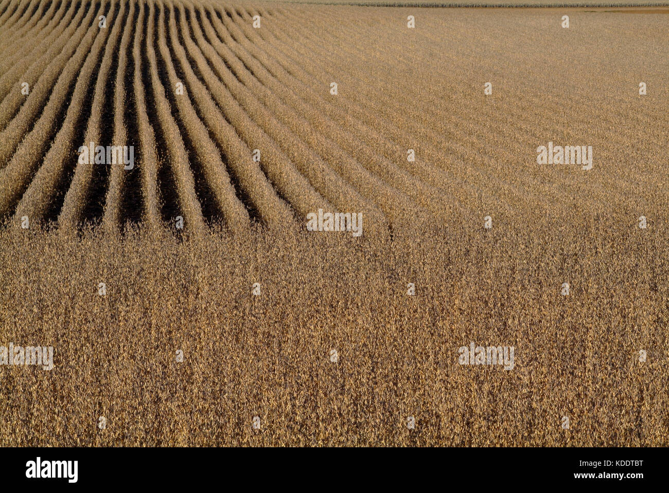 Mature soybean ready harvest hi-res stock photography and images - Alamy
