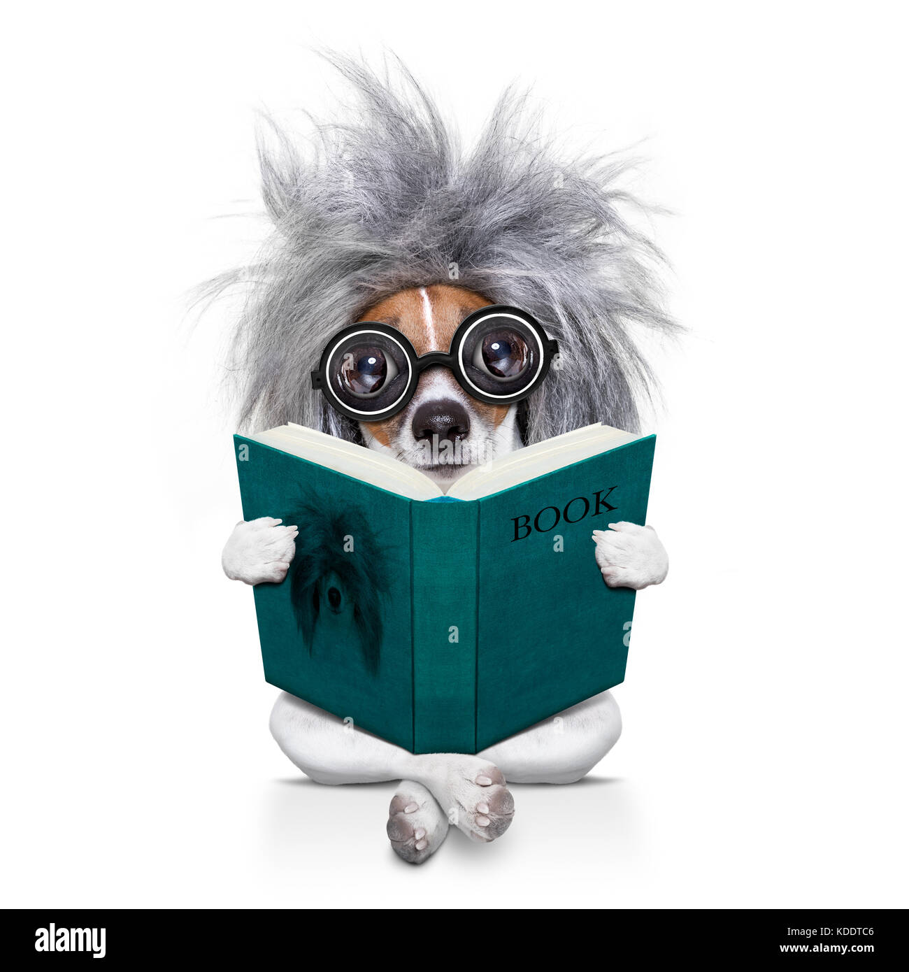 smart and intelligent jack russell dog with nerd glasses wearing a grey ...
