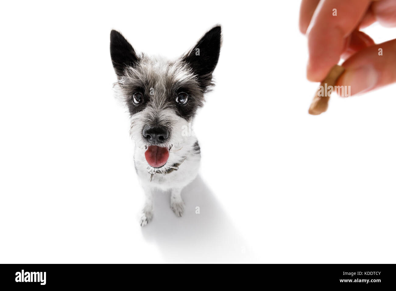curious poodle dog looking up to owner for a cookie treat , waiting or ...