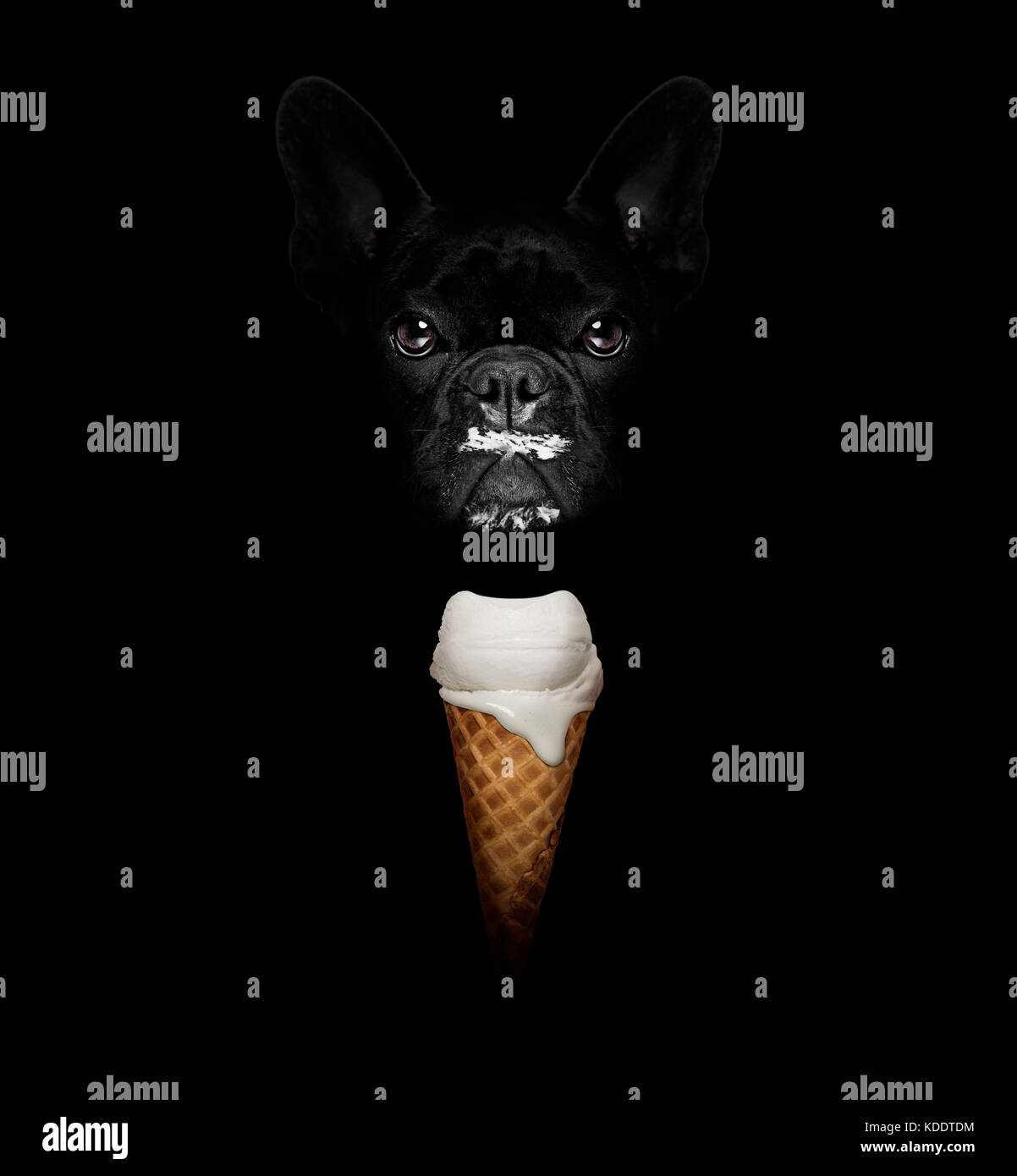French bulldog in dark isolated background ,with a waffle cone of cold ...